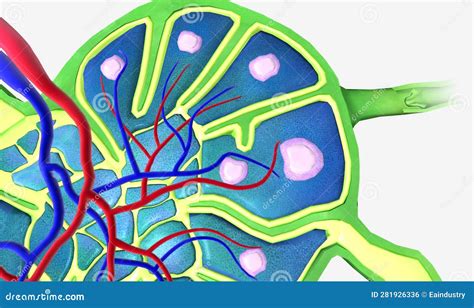 The Lymph Node Cross Section Stock Illustration Illustration Of