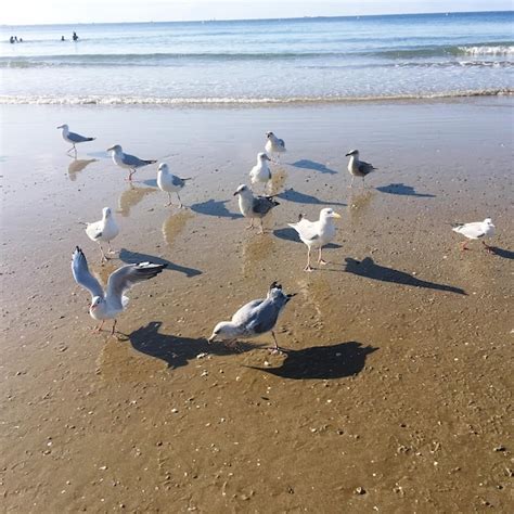 Premium Photo Seagulls On Beach