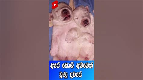 සත්ව ලෝකයේ මේත් ආදරණීය අම්මෙක් Youtube