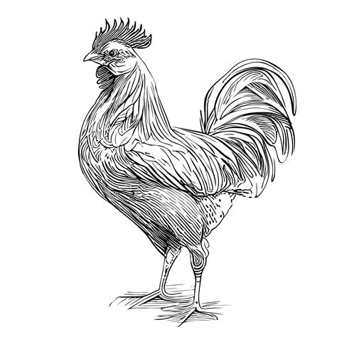 Premium Vector Rooster Standing Hand Made Scetch Illustration Farming