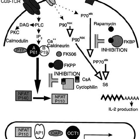Overview Of Mechanism Of Action Of The Immunosuppressive Drugs CsA