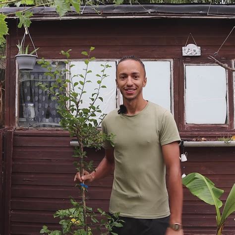 Award Winning Cordon Fruit Tree Collection Apple Pear And Plum Roots