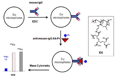 Schematic Representation Of Antigen Capture And Detection Using