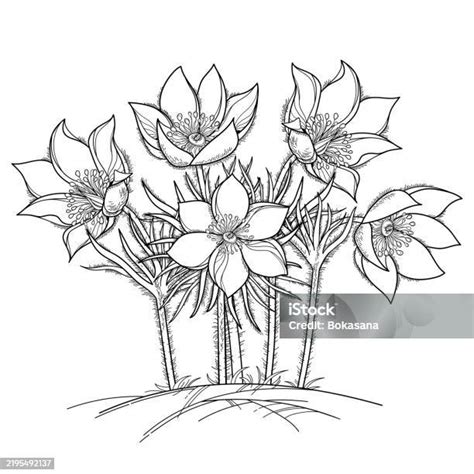 윤곽선 미국 Pasqueflower 또는 대초원 크로커스 에서 백색 배경 절연 통하고 있는 고립된 검은색 일러스트레이션에 대한 스톡 벡터 아트 및 기타 이미지 Istock