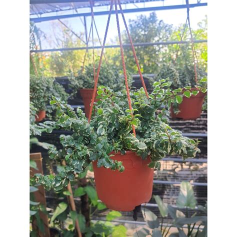 ต้นตีนตุ๊กแก ไม้เลื้อยเกาะผนัง ถูกที่สุด พร้อมโปรโมชั่น ส ค 2025 Biggoเช็คราคาง่ายๆ