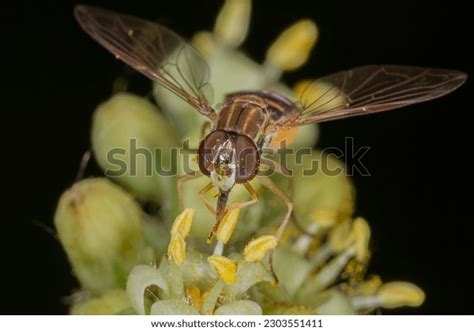 Hoverfly Pollination Photos And Images Shutterstock