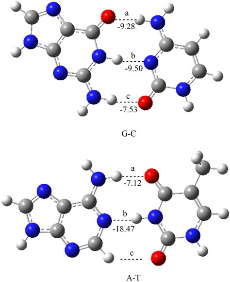 The Hydrogen Bond Energies Of The Watsoncrick Base Pairs That Are
