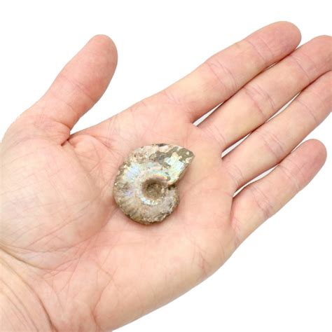 Ammonite Iridescent Opalised Fossil Mystic Crystals