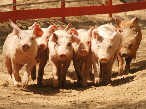 Achieving Performance Health And Sustainability Copper Source Matters Asian Agribiz