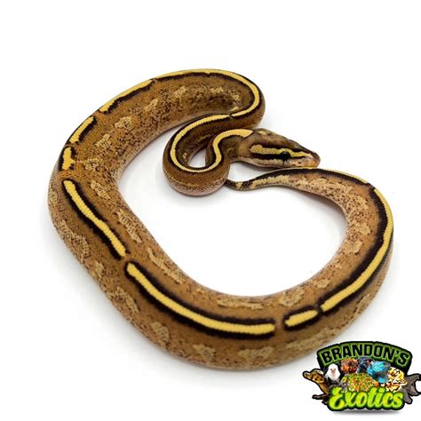 Bypass Ball Python