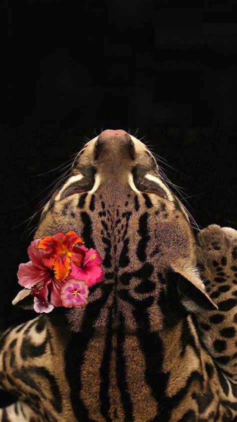 Leopard Hibiscus 🩷 In 2025 Hintergrund Iphone Blumen Hintergrund Iphone Smartphone Hintergrund