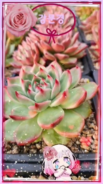 🫶강문경🫶눈물때문에🫶현역가왕2🫶 Youtube