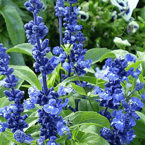 Do Sage Flowers Have Seeds At Dianna Wagner Blog
