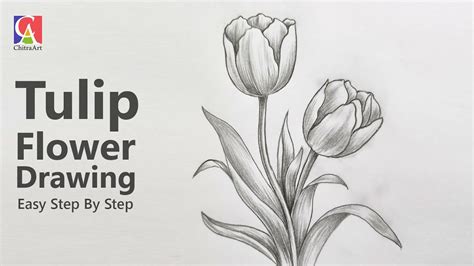 How To Draw Tulips Flowers Easy Step By Step With Pencil Shading For Beginners YouTube