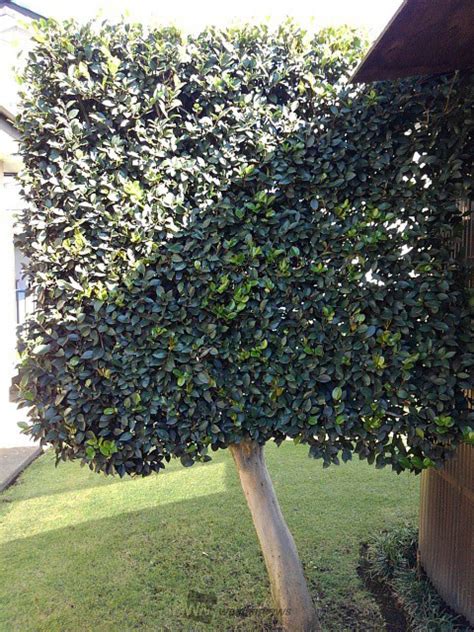 今年の山茶花の蕾が来年より蕾が多いような 埼玉県北本市 北本 空波 ウェザーニュース