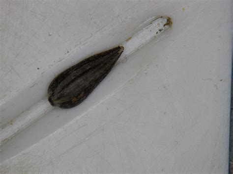 Python Не работает функция Map при обработке изображений в цикле и не