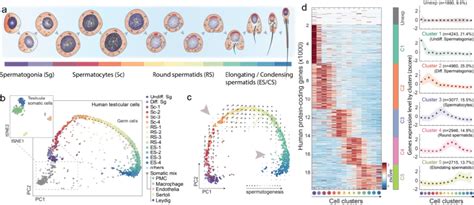 Scrna Seq Reveals A Detailed Molecular Map Of Human Spermatogenesis A