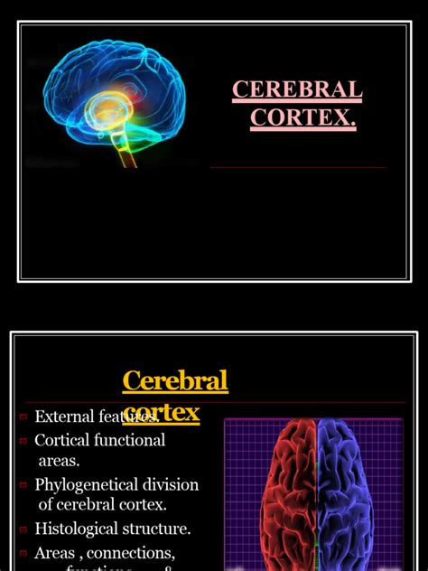 Mtaxmzczx0veq0ah Pdf Cerebral Cortex Neocortex