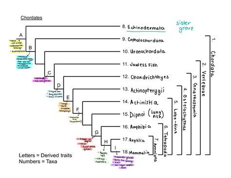 Vertebrate Phylogeny
