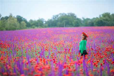 작은 곱슬 금발 소년과 소녀는 양 귀 비 꽃 필드에 재생 합니다 빨간 양 귀 비를 따기 아이 여름 초원에서 유아 아이 국가에서 가족 휴가 아 이들은 꽃을 고르고 포옹 하 고