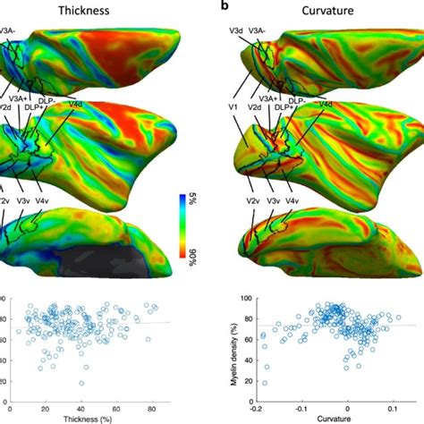 Cortical Thickness And Folding Pattern Variations Across Download