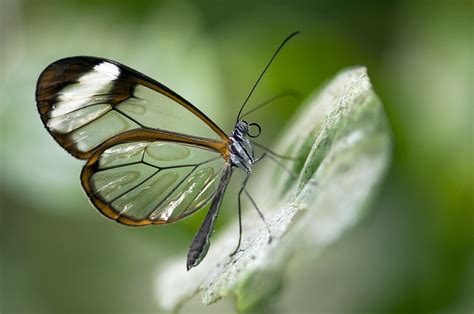 The Glasswing Butterfly The Glasswing From Central America Flickr
