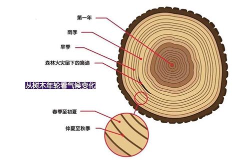 树的年轮怎么辨别方向 树的年轮辨别方向 伤感说说吧