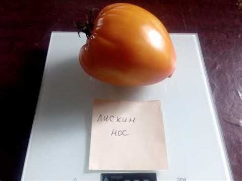Томат Лискин нос - YouTube