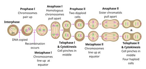 Anaphase 1 Vs Anaphase 2