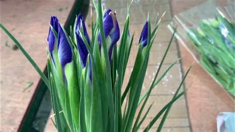 아이리스 생화 꽃집 꽃집창업 꽃값 온라인꽃시장 온라인꽃도매 인터넷꽃시장 인터넷꽃도매 서울꽃시장 꽃농장 꽃배송 생화배송 생화도매 생화택배 꽃배달 생화배달 생화주문 생화부케