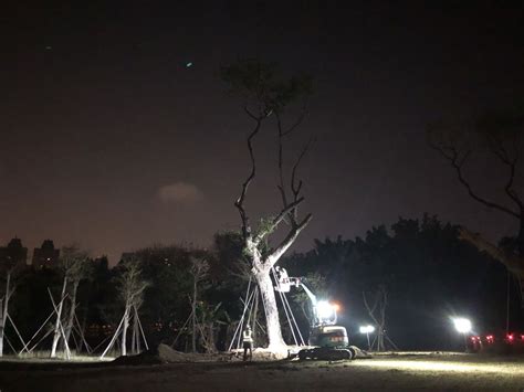 高雄環狀輕軌 自由雨豆樹移植 宜倫園藝 │ 綠化服務專家
