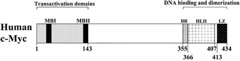 Domain Structure Of Human C Myc Protein Transactivation Domains Are