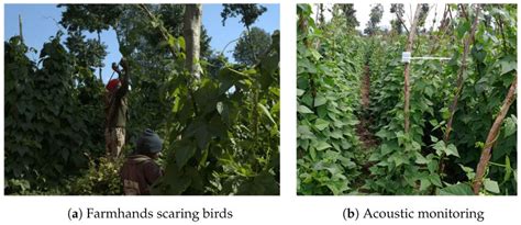 Agriculturemdpi Pests Pestbirds Edgeimpulse Featureselection