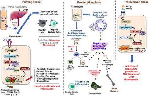 Different Phases Of Liver Regeneration After Partial Hepatectomy After Download Scientific