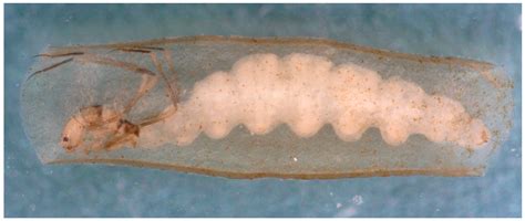 Trichoptera Larvae Casing