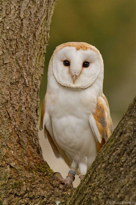 Barn Owl Barn Owl Barn Owl Owl Beautiful Owl