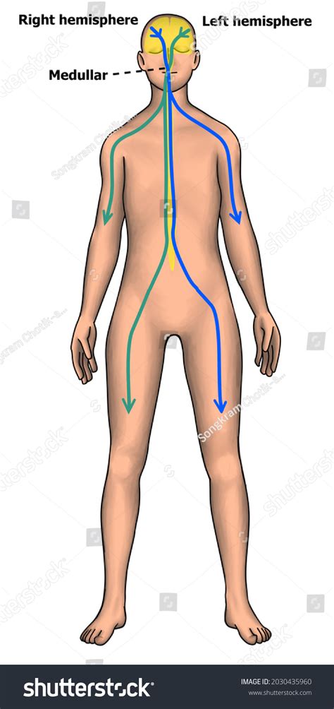 Corticospinal Tract Pathway