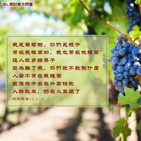 聖經金句 約翰福音 我是葡萄樹，你們是枝子 聖經經文：「我是葡萄樹，你們是枝子。常在我裡面的，我也常在他裡面，這人就 Flickr