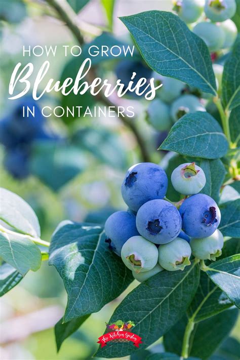 How To Grow Blueberries In Containers The Kitchen Garten