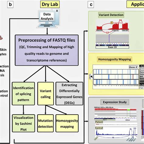 Rna Seq Technique Workflow The Bioinformatics Analysis Steps And Download Scientific Diagram