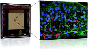 Active Pixel Sensor Array For High Spatio Temporal Resolution Electrophysiological Recordings