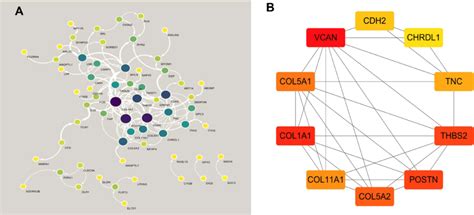 Ppi Network And Hub Genes Identified By Cytohubba Plug In Of Cytoscape