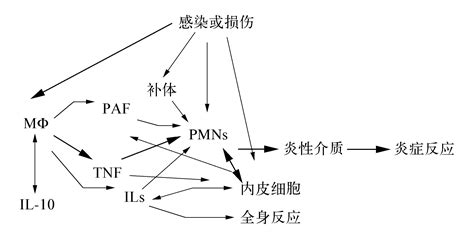 三 病因与发病机制 胰腺外科 医学