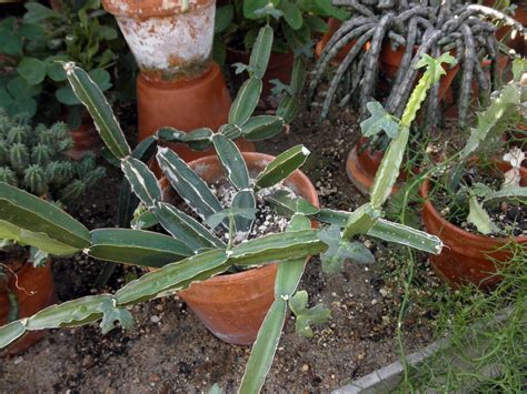 Cissus Cactiformis Vitaceae