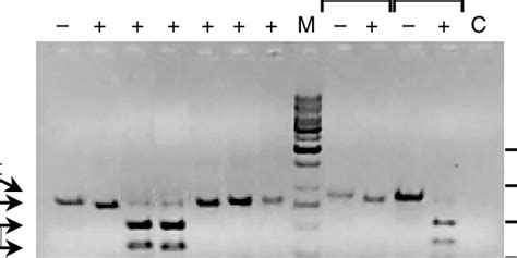 Cleaved Amplified Polymorphic Sequences Caps Analysis Based On Download Scientific Diagram