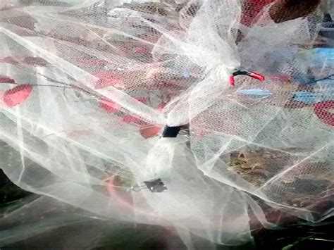 DIY Fruit Tree Netting Mike S Backyard Nursery