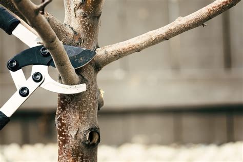 Your Seasonal Tree Care Calendar Timberline Tree And Shrub