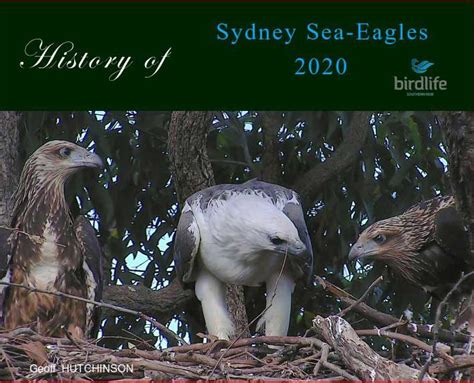 Sea Eagles The Food They Eat