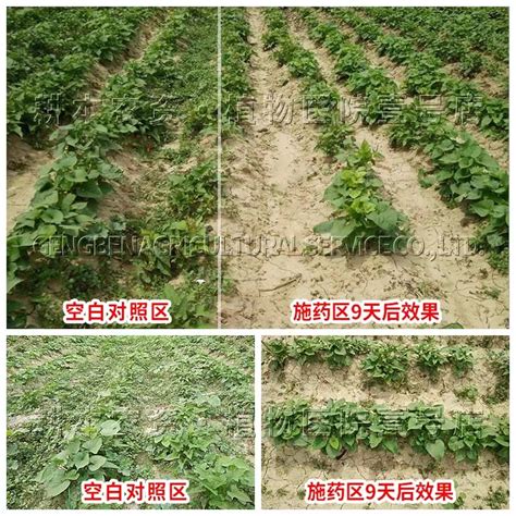锄匠红薯田专用除草剂地瓜甘薯番薯山芋苗后除草禾本阔叶杂草农药 虎窝淘