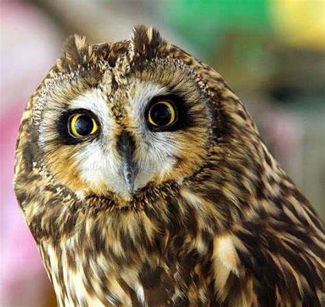 Short Eared Owl Birds Of India Bird World